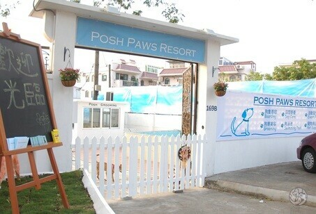 POSH PAWS RESORT - 新界元朗區 | PET-A-HOOD 寵物資訊平台 - petahood.com