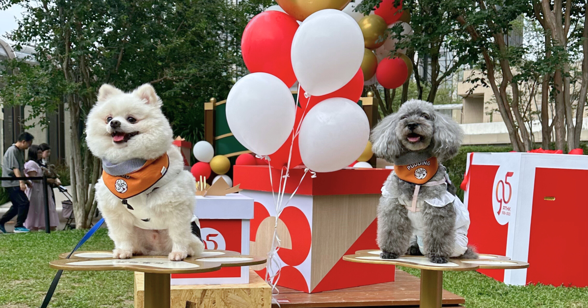 RTHK 《一世睇住你》寵物派對｜10強盛裝出席現場行CATWALK 特工一同體驗DOG YOGA | PET-A-HOOD Pet Caring Simplified - petahood.com
