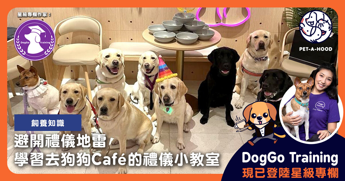 Advices for Doggo Café etiquette | PET-A-HOOD Pet Caring Simplified ...