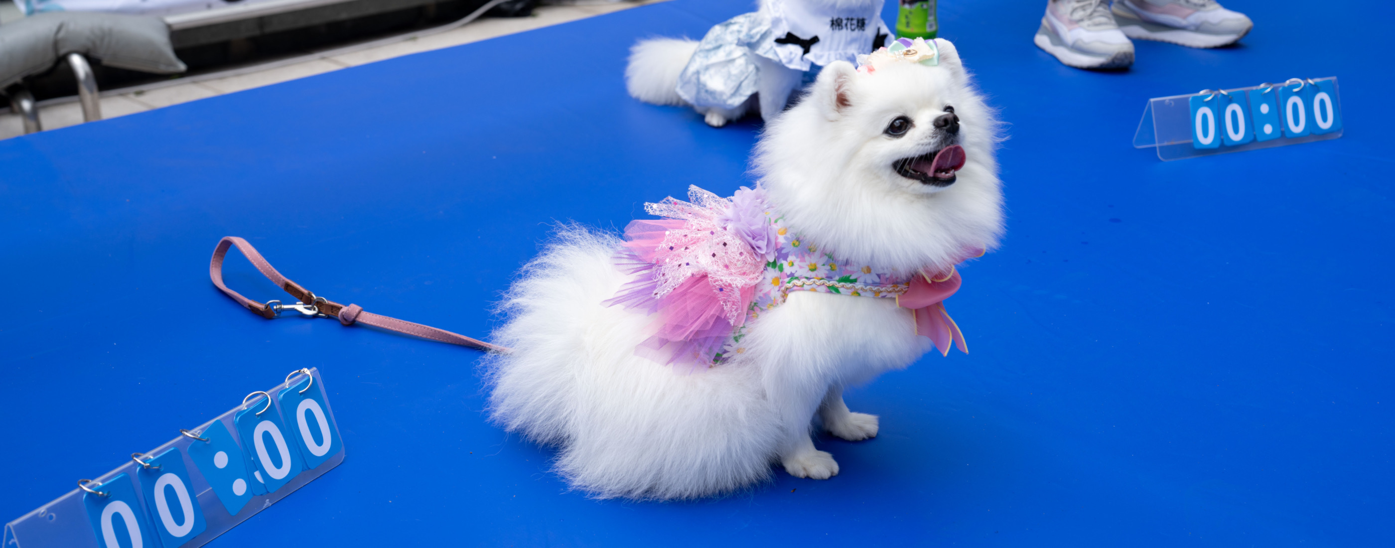 DB Hallo-Woof Runway | Walk the Halloween Catwalk with Your Pet | PET-A ...