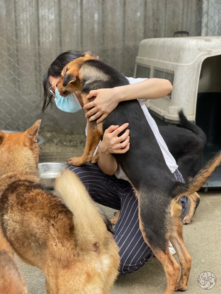 Kelly Animals Shelter - New TerritoriesYuen Long District | PET-A-HOOD ...