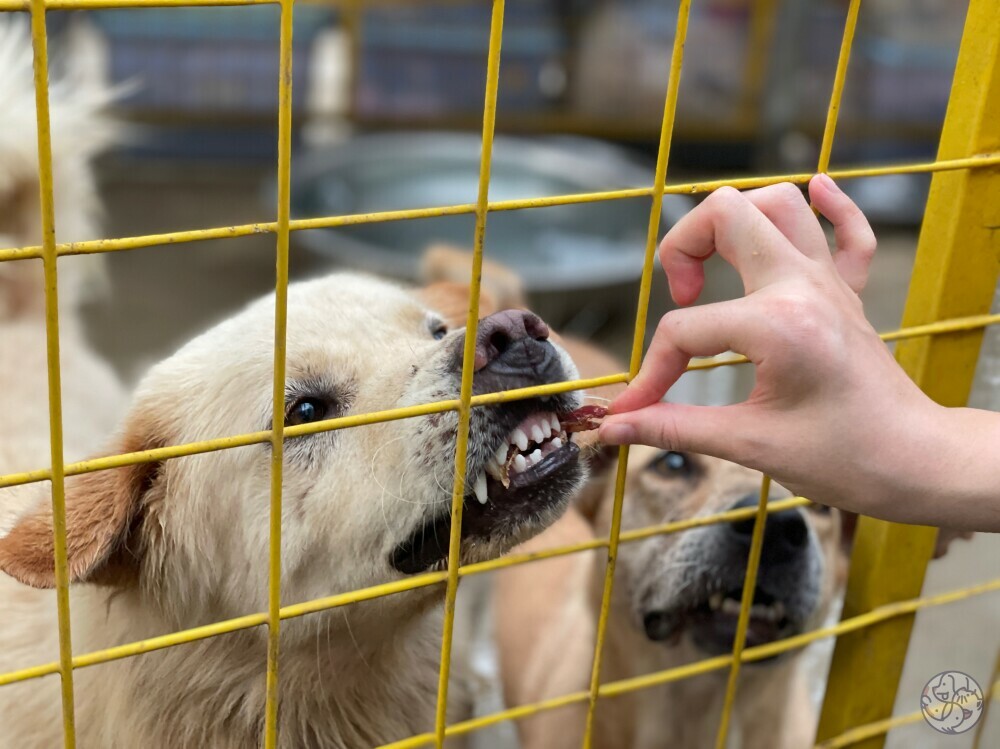 Kelly Animals Shelter - New TerritoriesYuen Long District | PET-A-HOOD ...