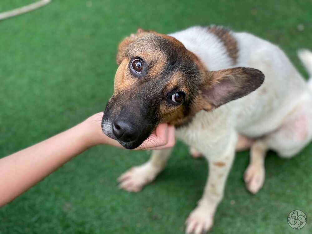 Kelly Animals Shelter - New TerritoriesYuen Long District | PET-A-HOOD ...