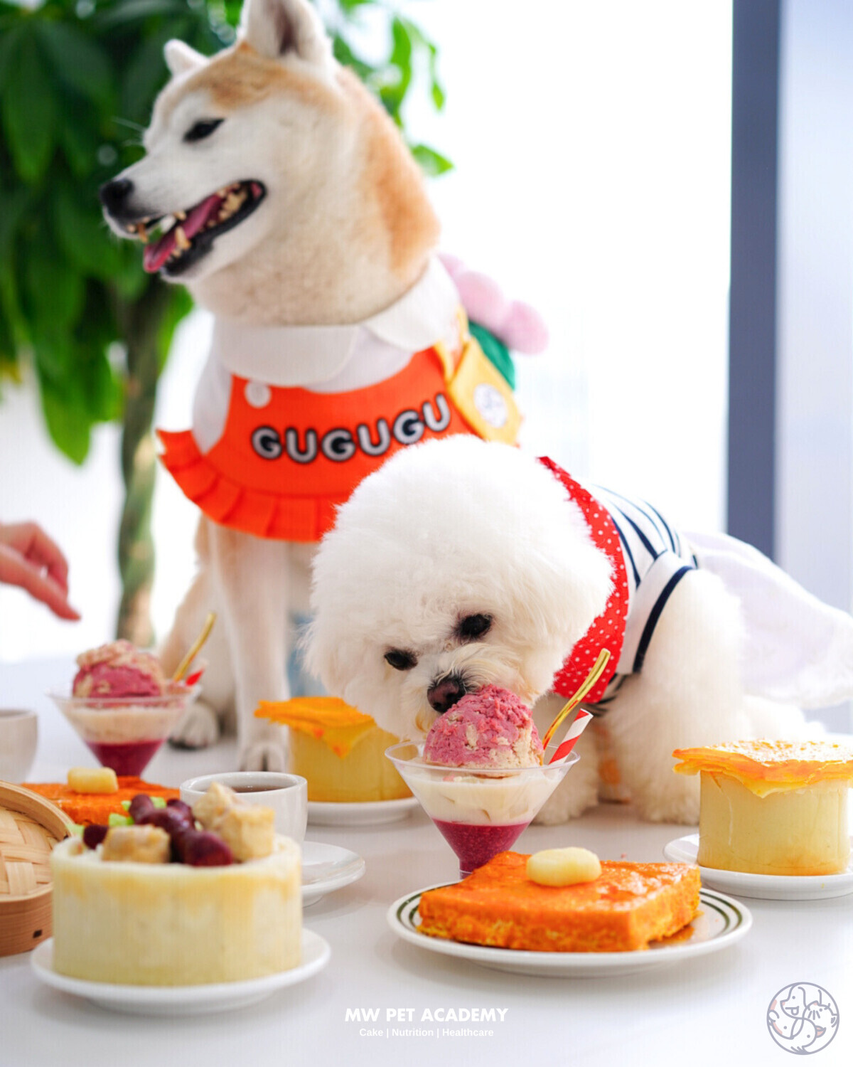 Pet Baking Workshop (Hong Kong-style Afternoon Tea) PET-A-HOOD Pet ...
