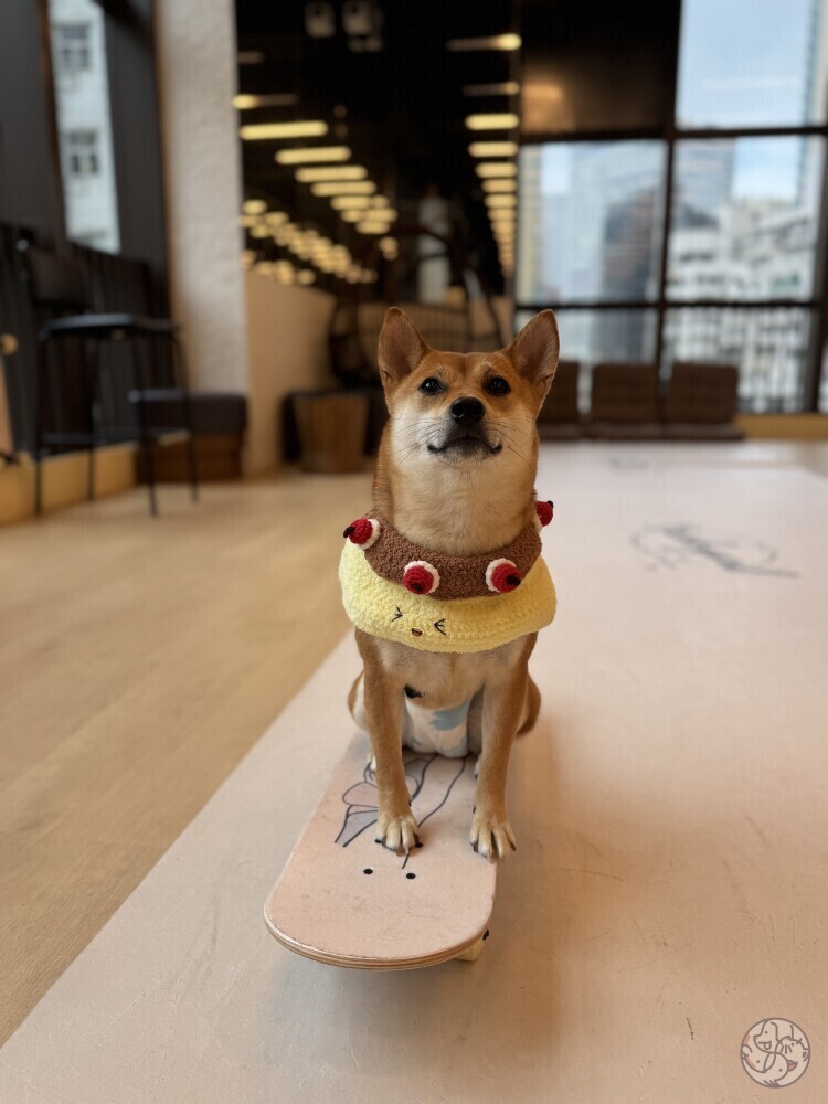 The Barkyard (灣仔合和商場) - 香港灣仔區 | PET-A-HOOD 寵物資訊平台 - petahood.com