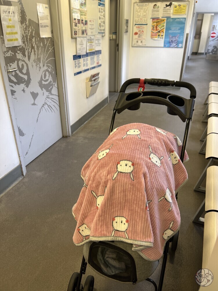 SPCA (Kowloon Centre) - KowloonKowloon City District | PET-A-HOOD Pet Caring Simplified ...