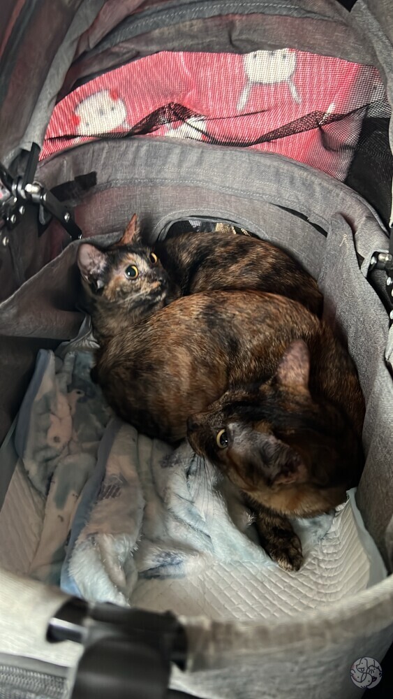 SPCA (Kowloon Centre) - KowloonKowloon City District | PET-A-HOOD Pet Caring Simplified ...