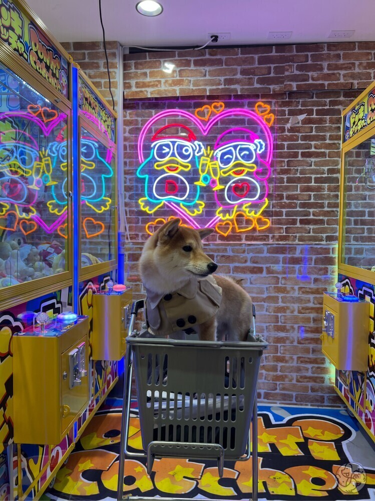 Don Don Donki (MONTEREY Place) - 新界西貢區 | PET-A-HOOD 寵物資訊平台 - petahood.com