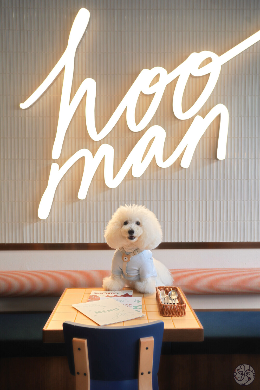 HOOMAN（荃灣） - 新界荃灣區 | PET-A-HOOD 寵物資訊平台 - petahood.com