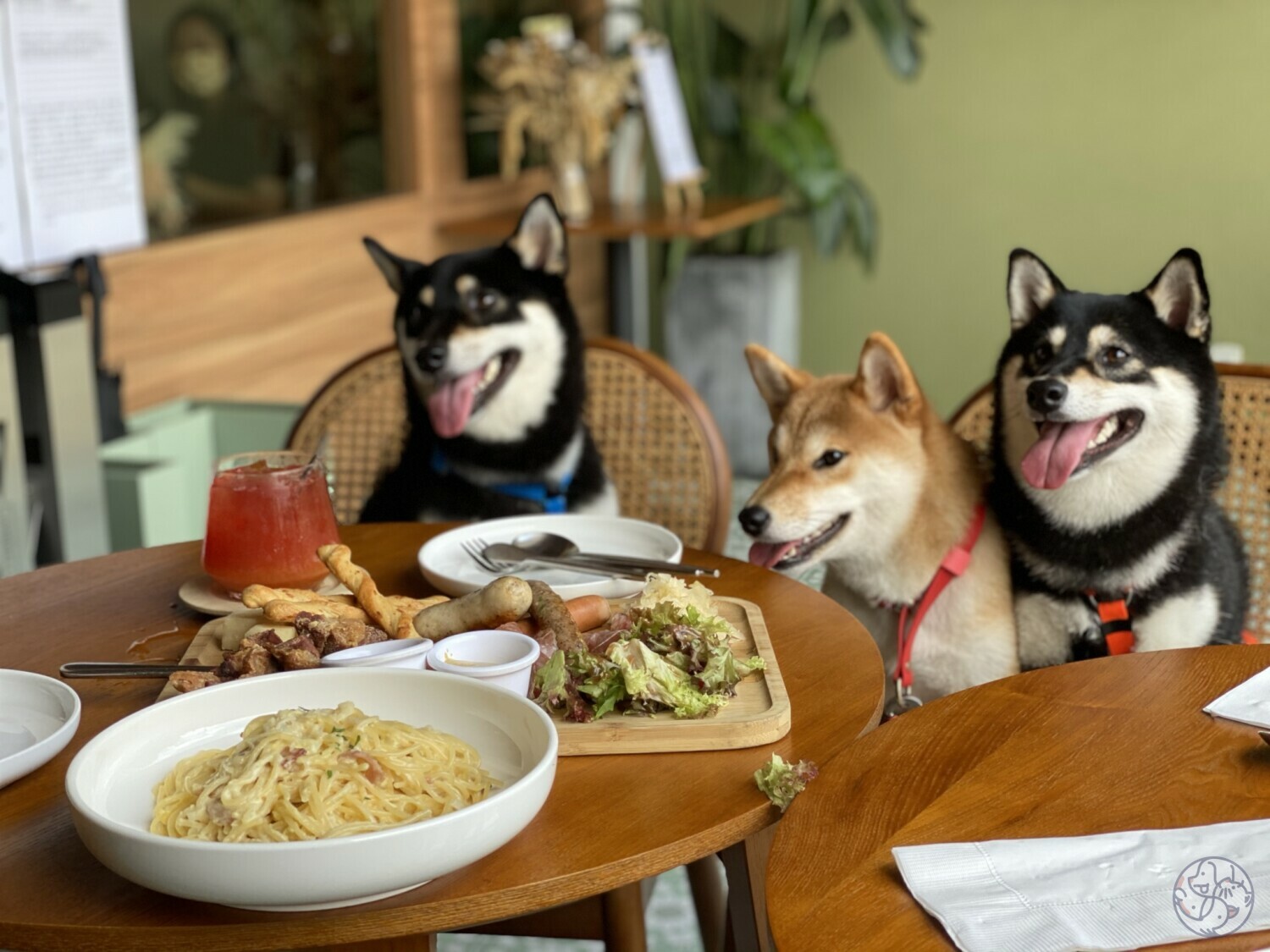 Potluck Eatery - KowloonYau Tsim Mong District | PET-A-HOOD Pet Caring ...