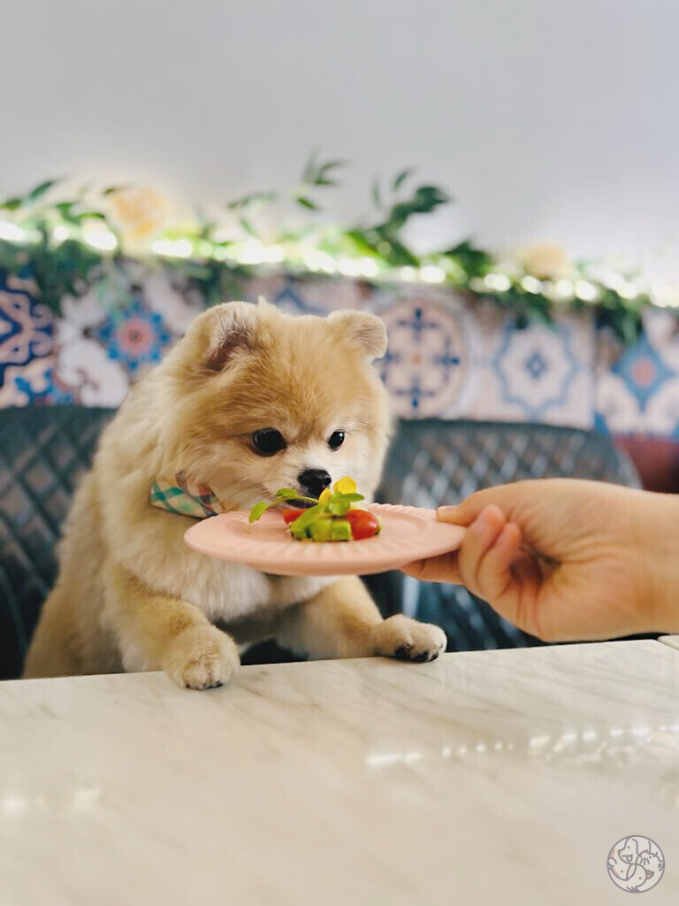 The Ground Kitchen - 香港中西區 | PET-A-HOOD 寵物資訊平台 - petahood.com