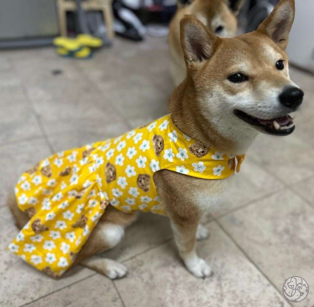 Beebu Handmade - 在線上線上 | PET-A-HOOD 寵物資訊平台 - petahood.com