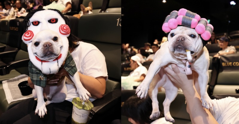 OneDegree's First Golden Pet Pet Awards: Highlights of "Pets on the Big ...